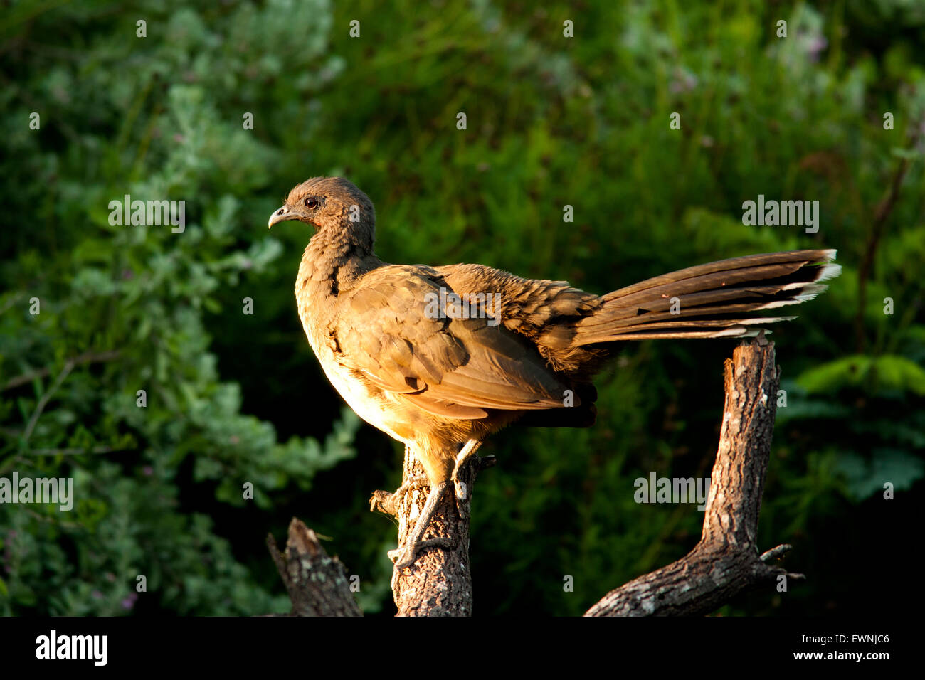 Plain Chachalaca (Ortalis vetula) - Camp Lula Sams, Brownsville, Texas ...