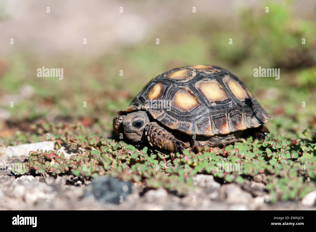 Juvenile Texas Tortoise (Gopherus berlandieri) - Camp Lula Sams ...