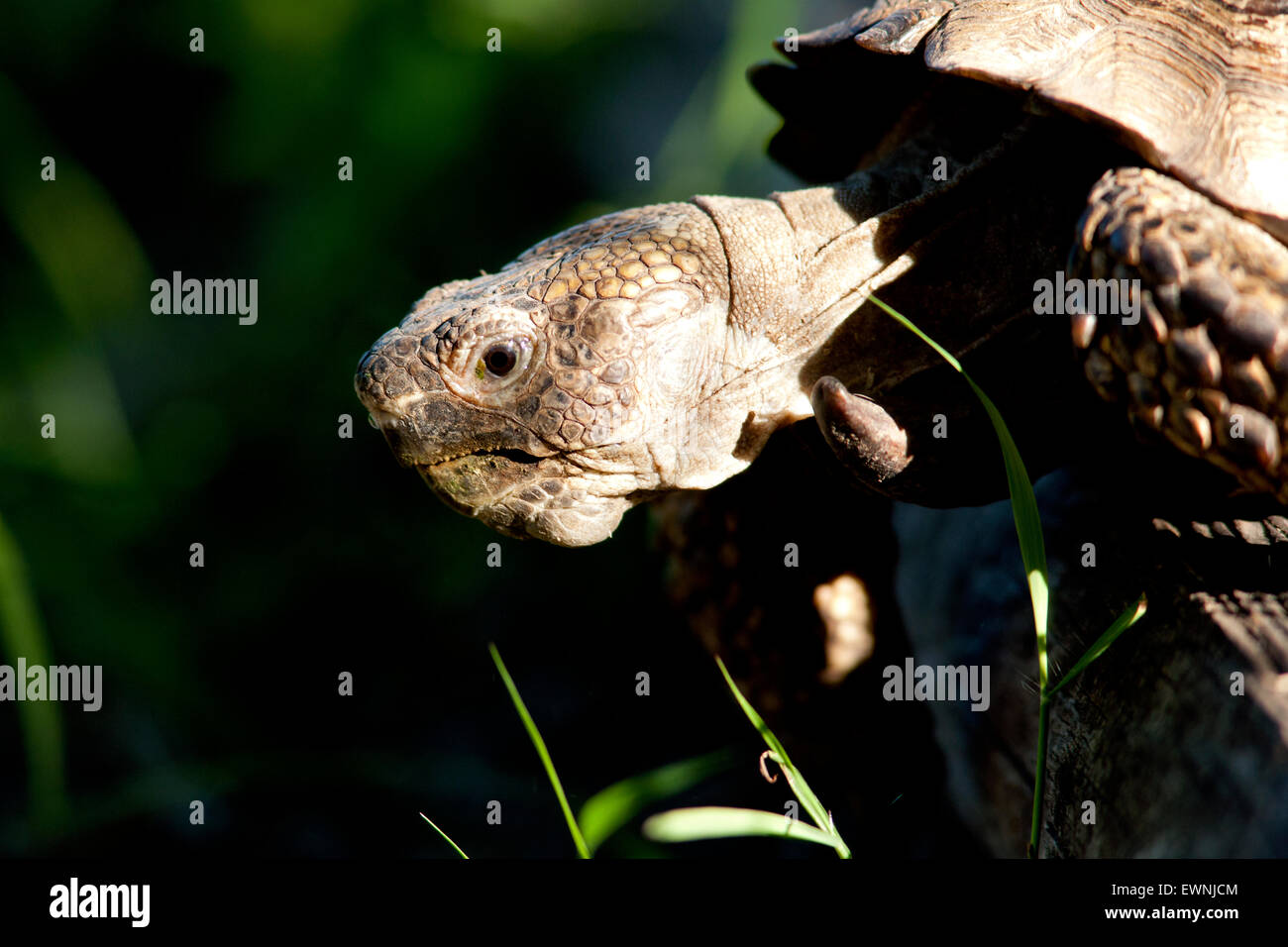 Texas Tortoise (Gopherus berlandieri) - Camp Lula Sams - Brownsville ...