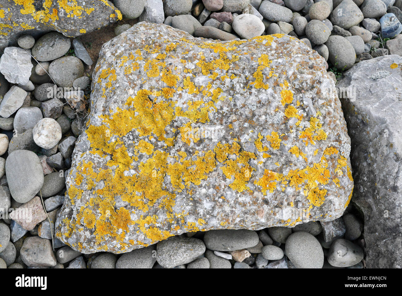 Lichens on a stone hi-res stock photography and images - Alamy