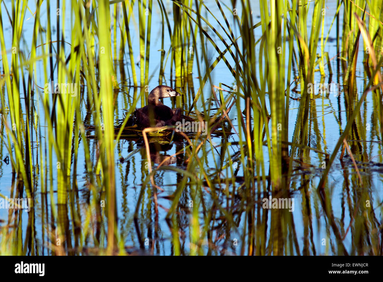 Pied-billed Grebe - Camp Lula Sams - Brownsville, Texas, USA Stock ...