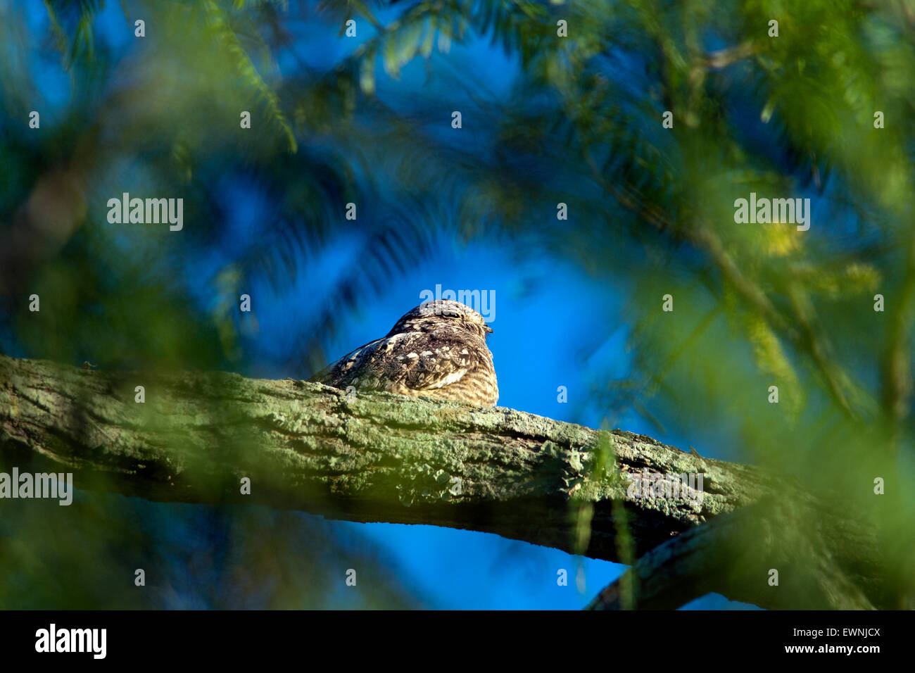 Nighthawk Species - Camp Lula Sams - Brownsville, Texas, USA Stock ...
