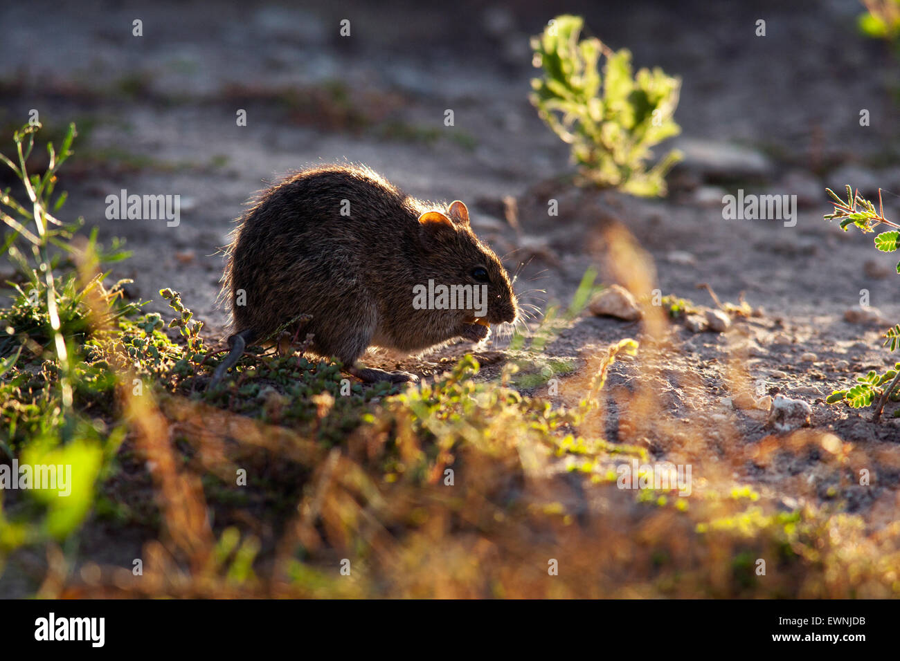 Hispid Cotton Rat (Sigmodon hispidus) - Camp Lula Sams - Brownsville ...