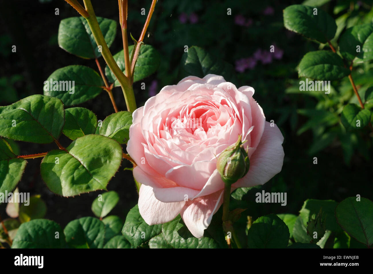 Pink Rose in Flower bloom blossom Stock Photo - Alamy