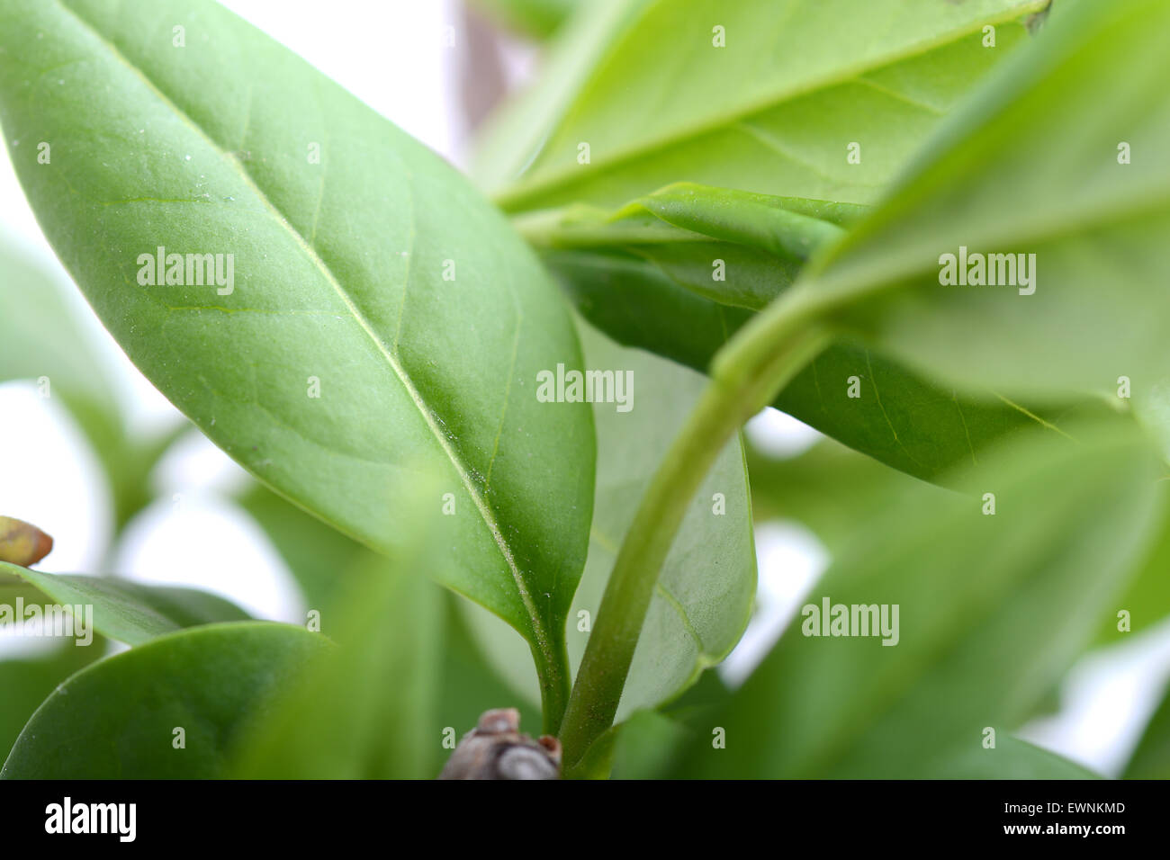 green leaf background Stock Photo - Alamy