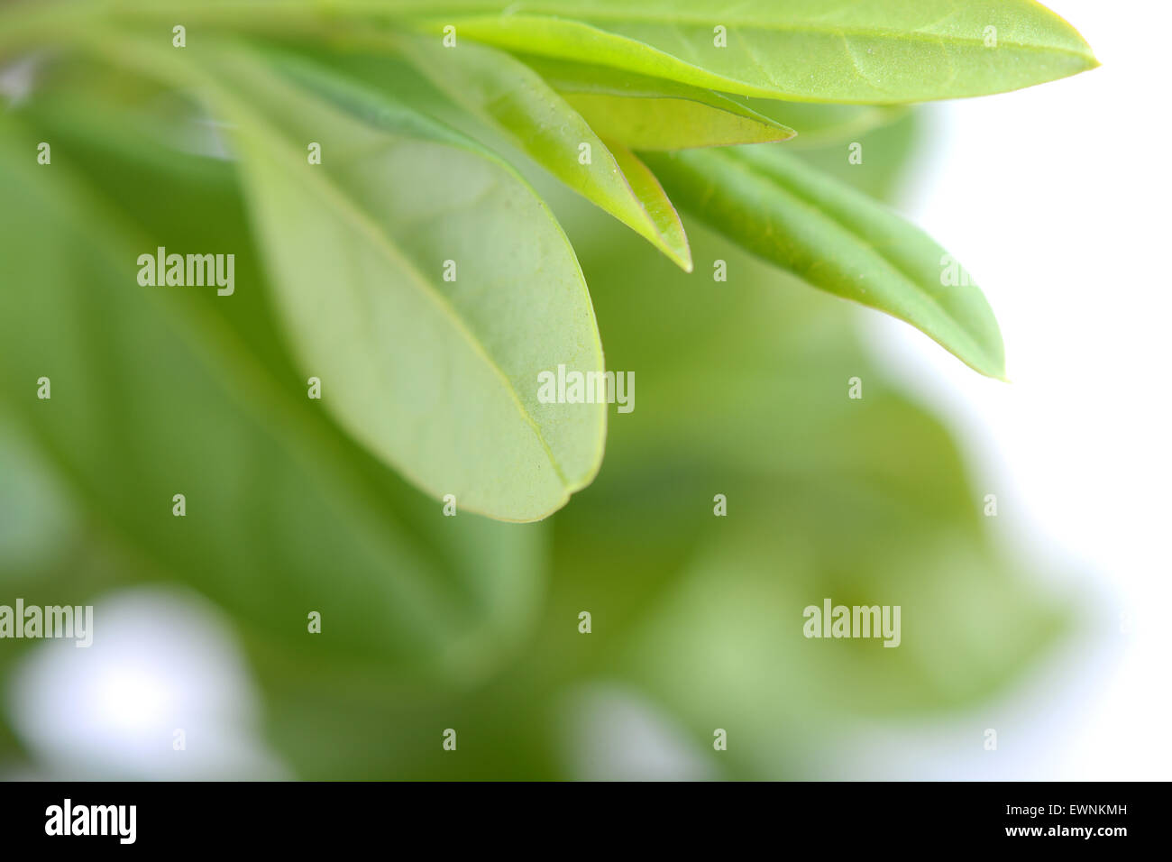 green leaf background Stock Photo - Alamy