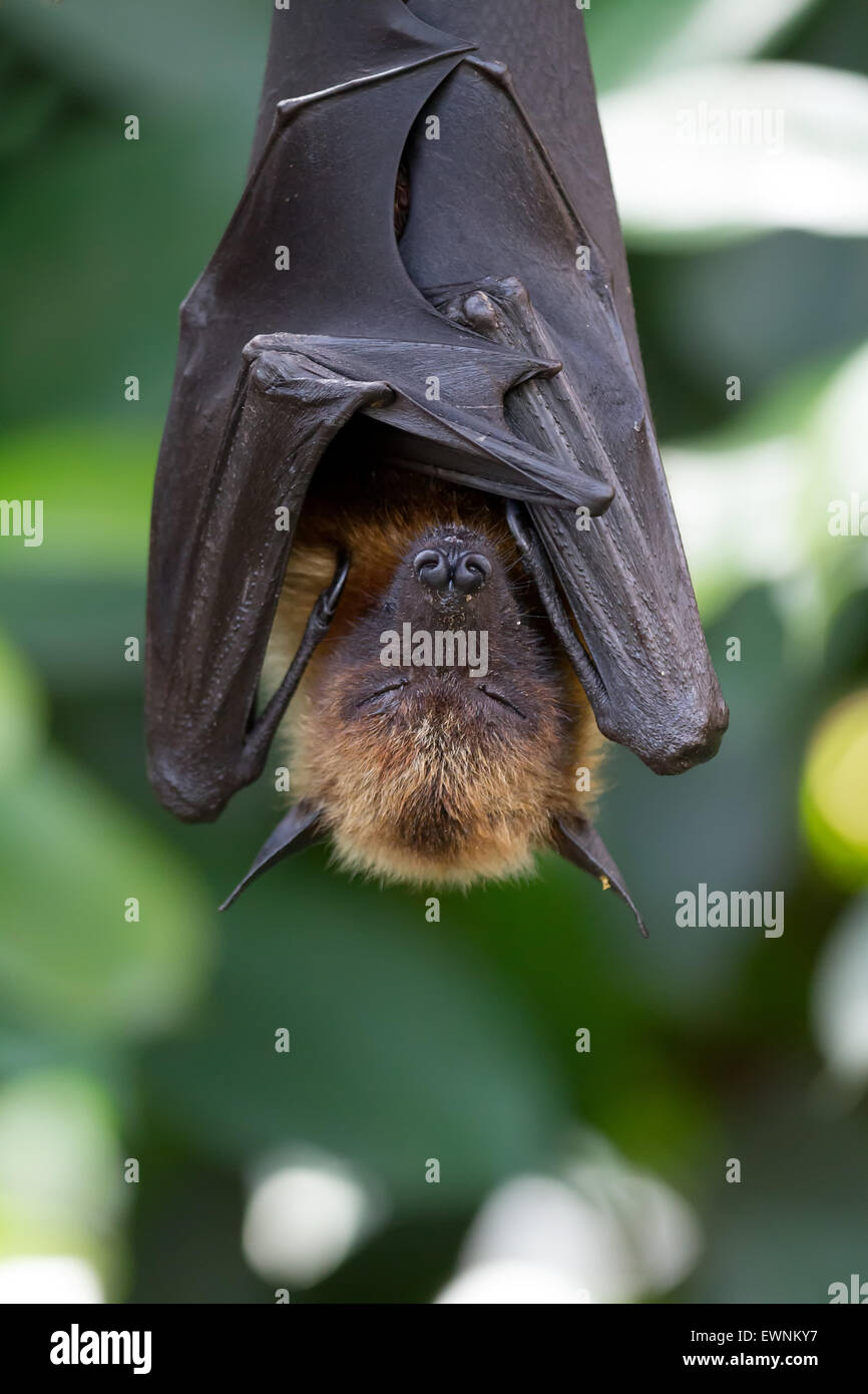 Flying fox hi-res stock photography and images - Alamy