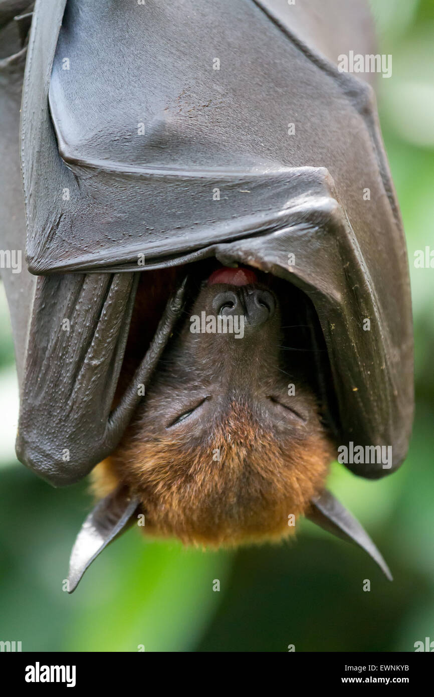 Flying fox hi-res stock photography and images - Alamy