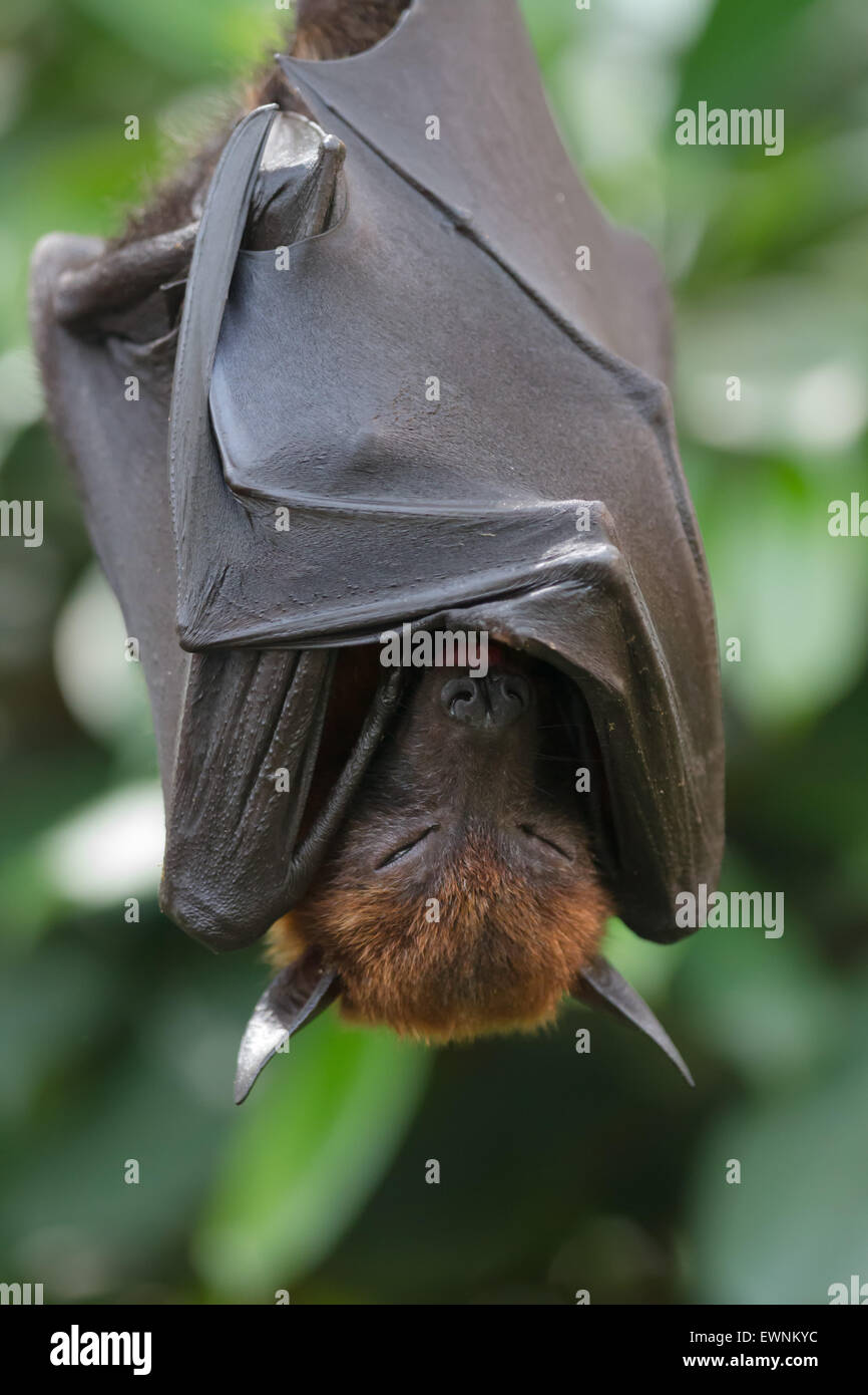 Sleeping flying fox Stock Photo - Alamy