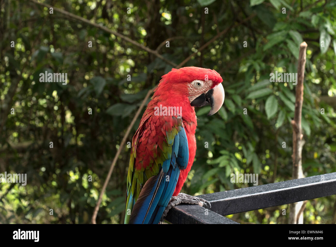 Parrot tropical rainforest hi-res stock photography and images - Alamy