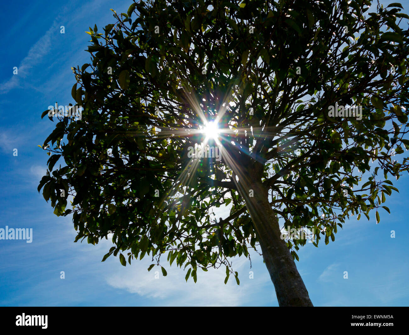Sun shining through branches of a tree with blue sky behind Stock Photo ...