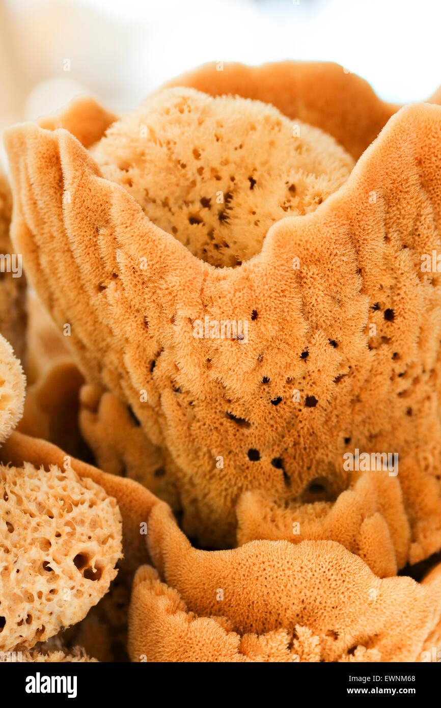 Sponge from the sea hi-res stock photography and images - Alamy