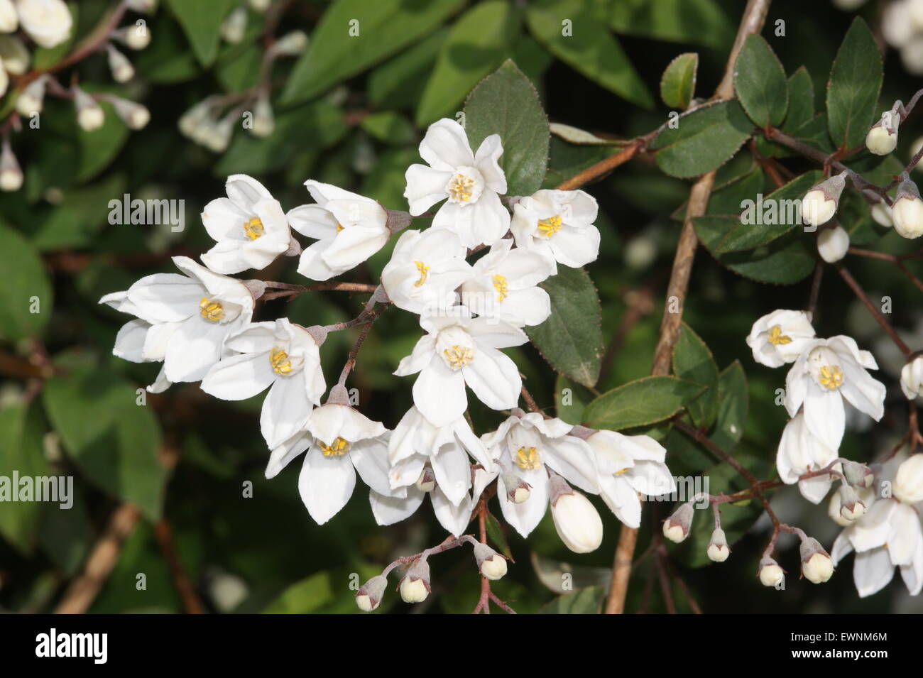 Deutzia gracilis nikko hi-res stock photography and images - Alamy