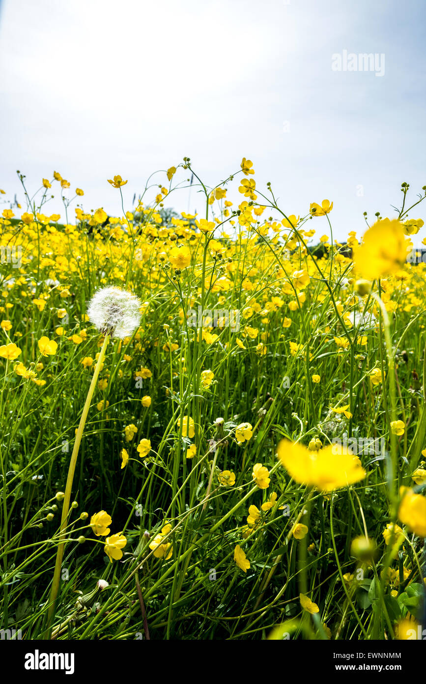 Field covered with wild flowers Stock Photo - Alamy