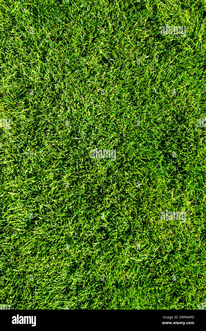 Grass background hi-res stock photography and images - Alamy