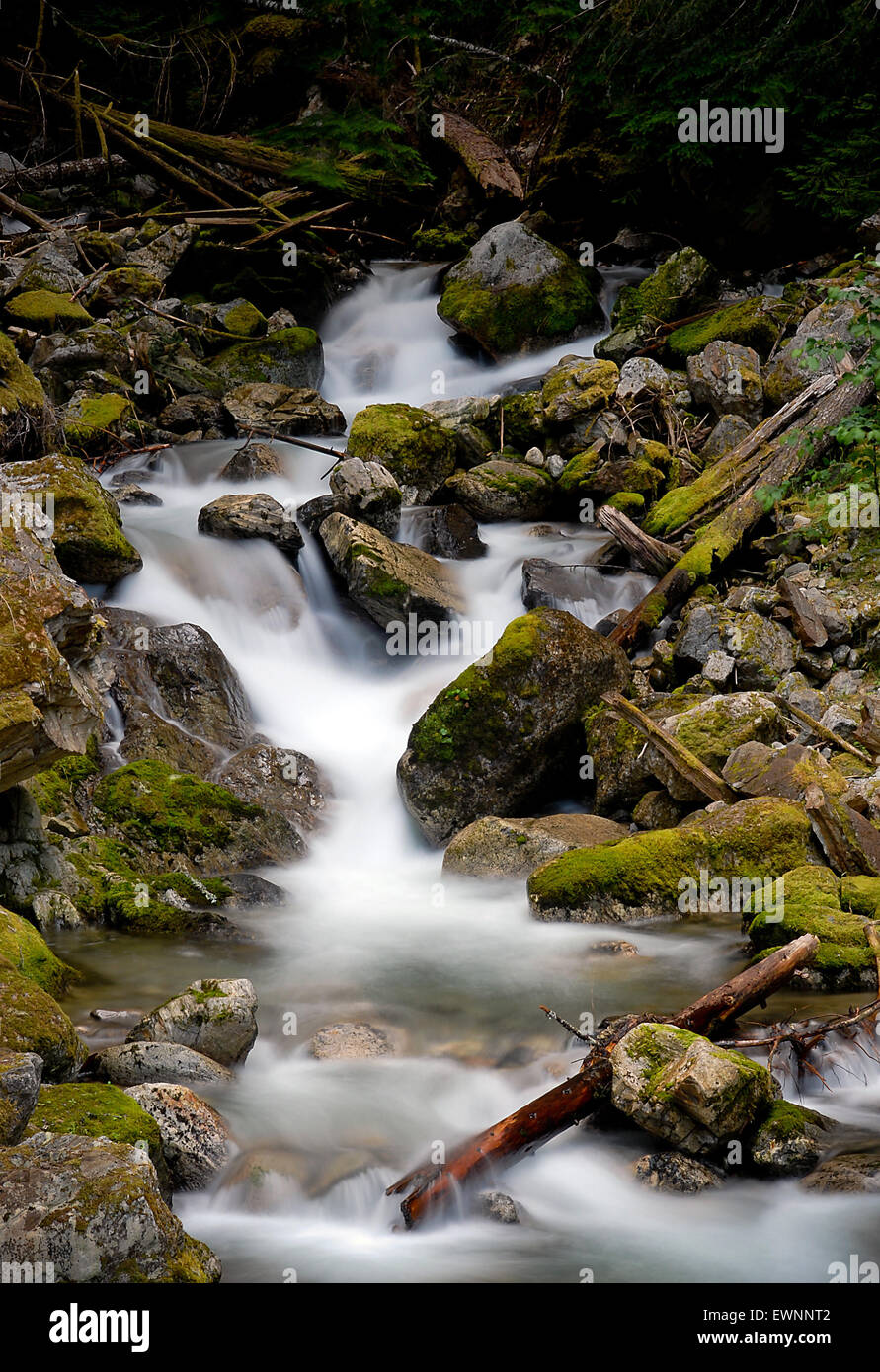 A cascading stream in North Cascades National Park, Washington Stock ...