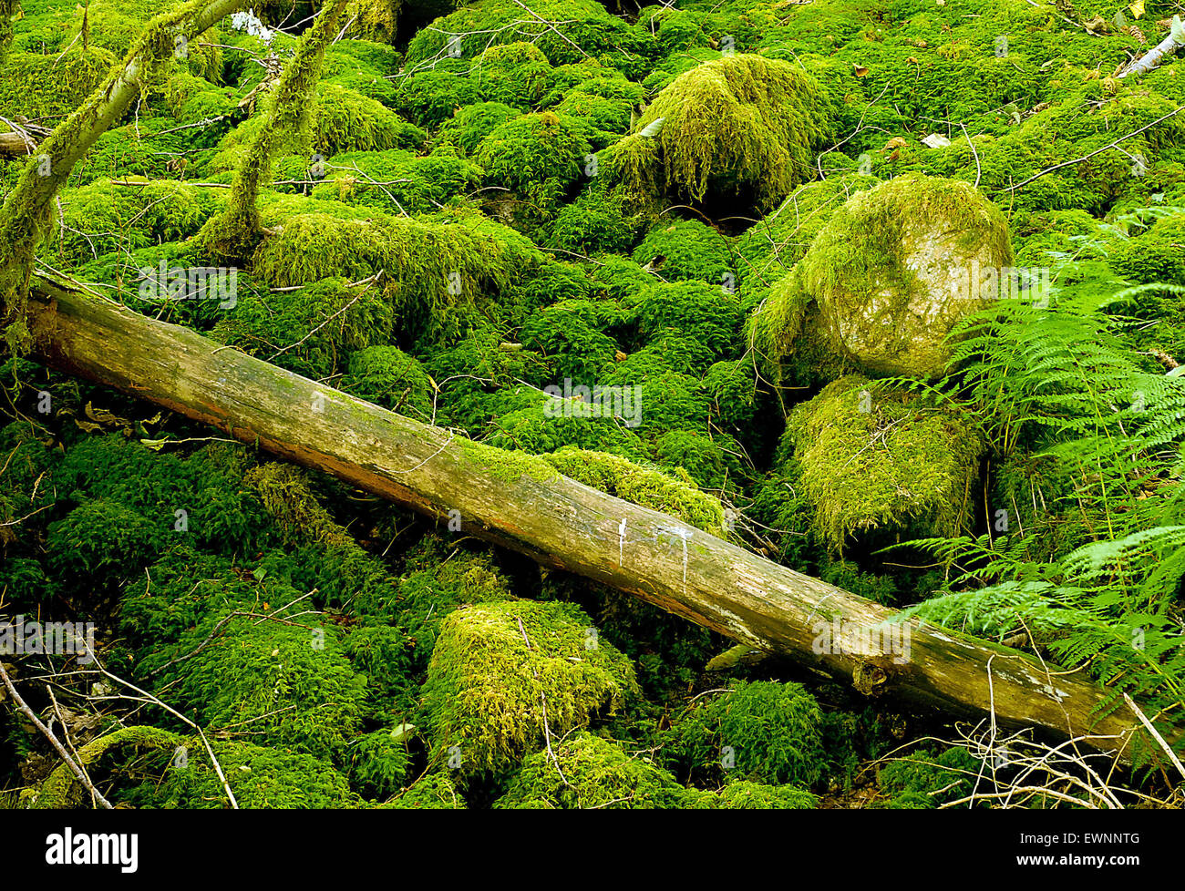 A fallen tree and moss covered boulders in North Cascades National Park ...