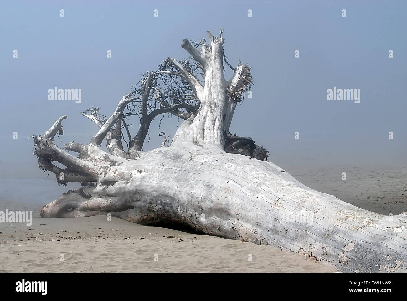 Huge fallen tree near Rialto Beach in Olympic National Park, Washington ...
