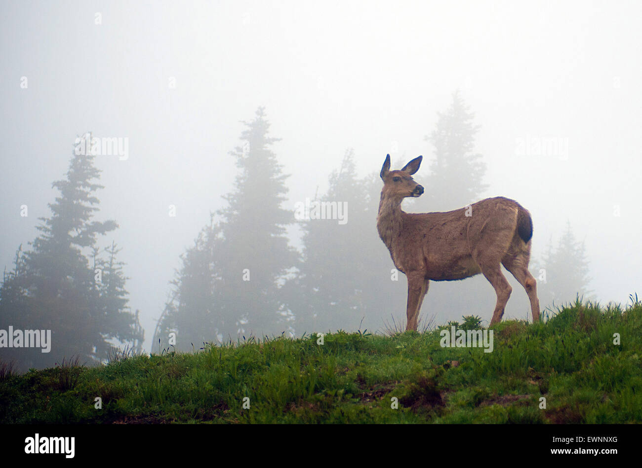 A deer pauses along Hurricane Ridge, Olympic National Park in the the ...