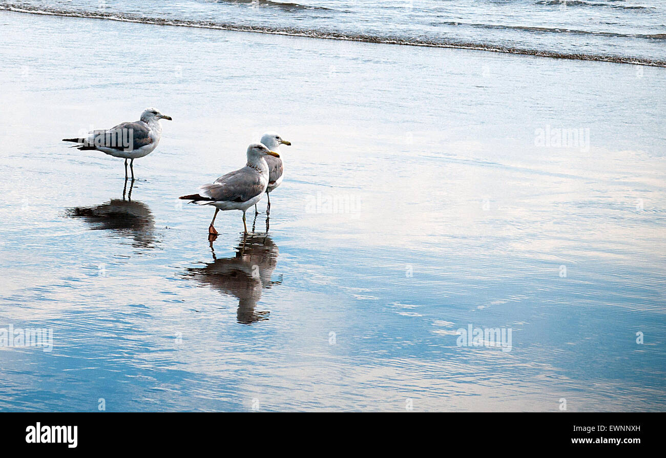 Sea gulls along the southern Washington coastline in the the Pacific ...