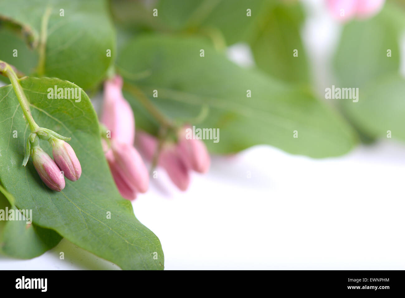 Green leaves and spring flowers close up Stock Photo - Alamy