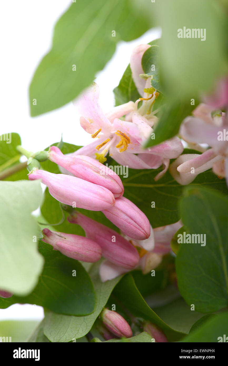 Green leaves and spring flowers close up Stock Photo - Alamy