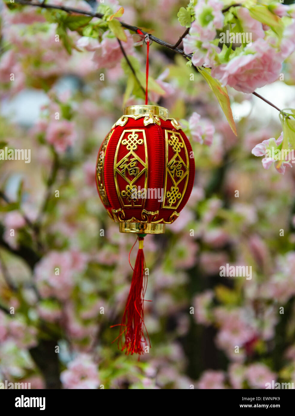 Chinese lantern tree hi-res stock photography and images - Alamy
