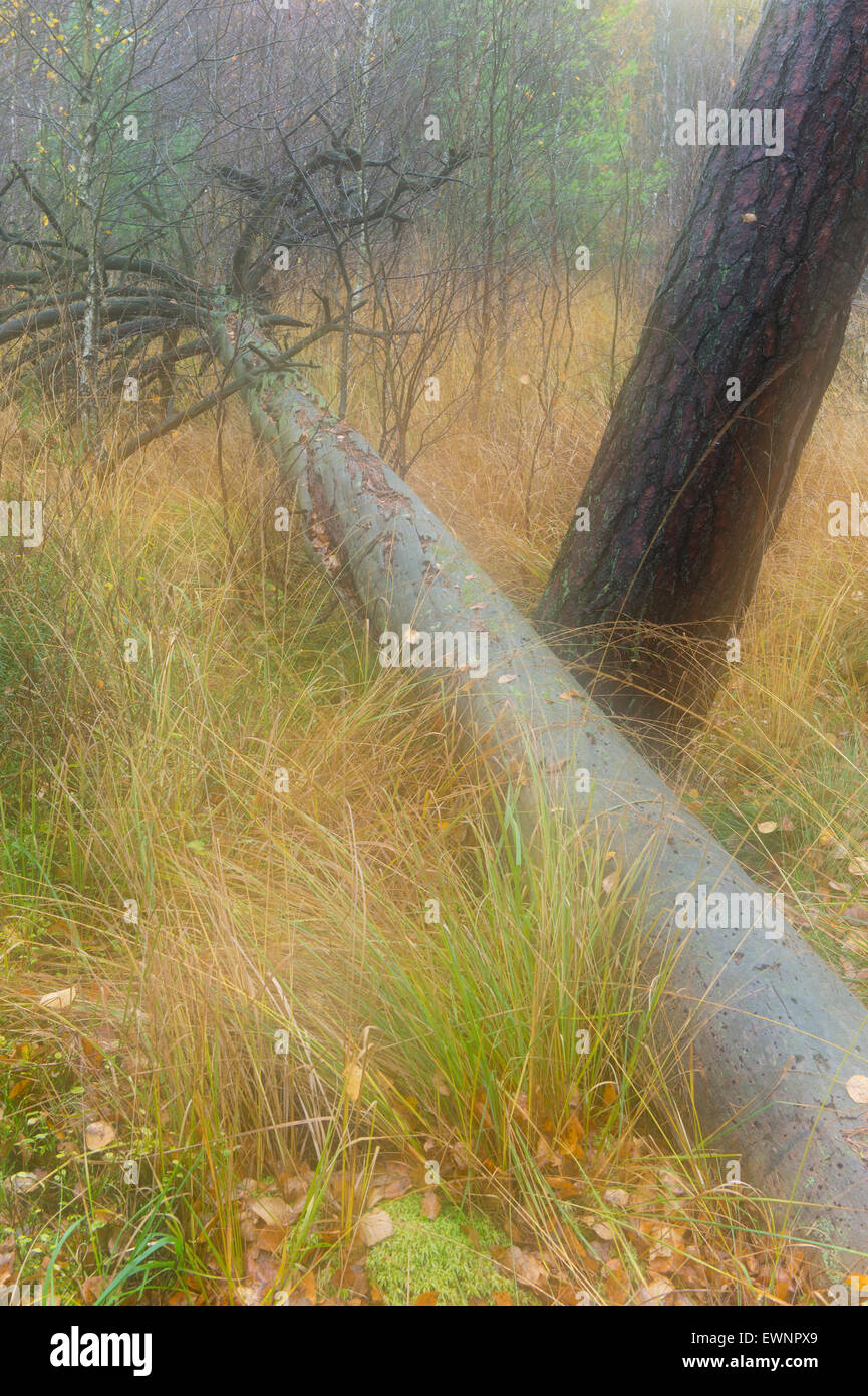 swamp in beech forest serrahn, unesco world heritage, serrahn, carpin ...