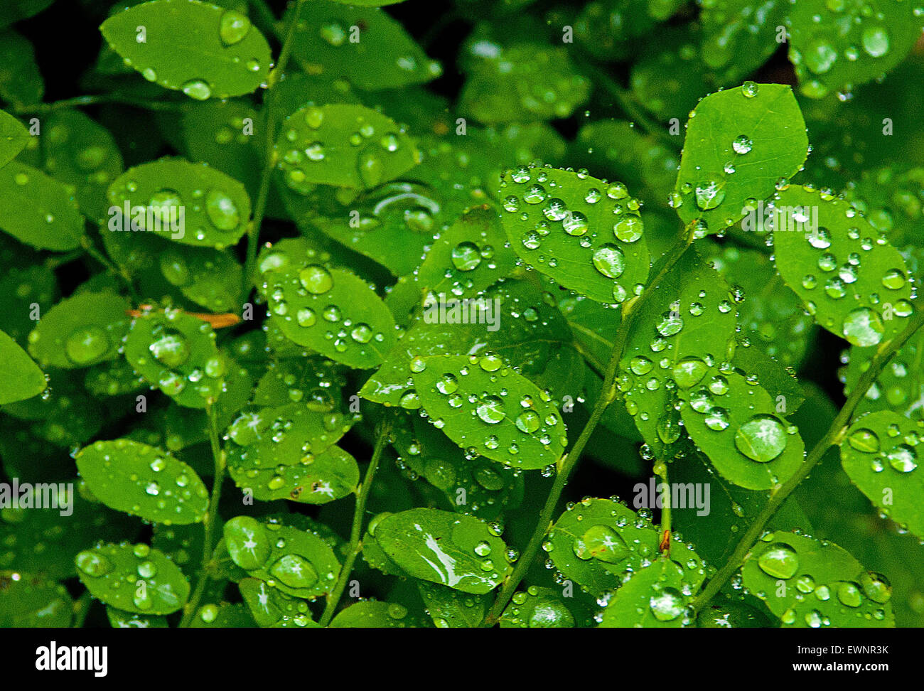 Early morning raindrops cover a rainforest in the the Pacific Northwest ...