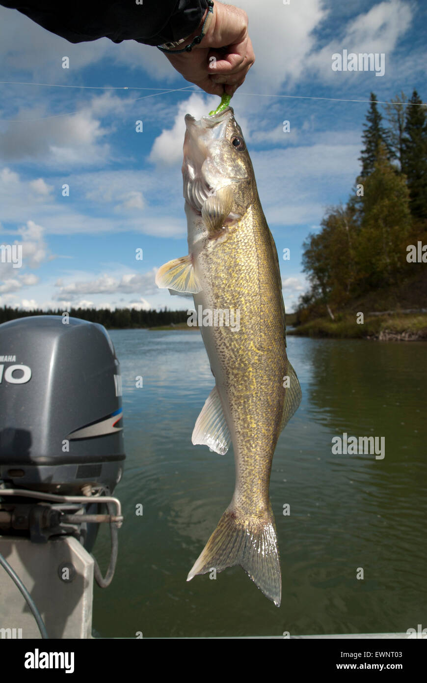 Walleye fishing on the Saskatchwan River in northern Alberta,Canada ...