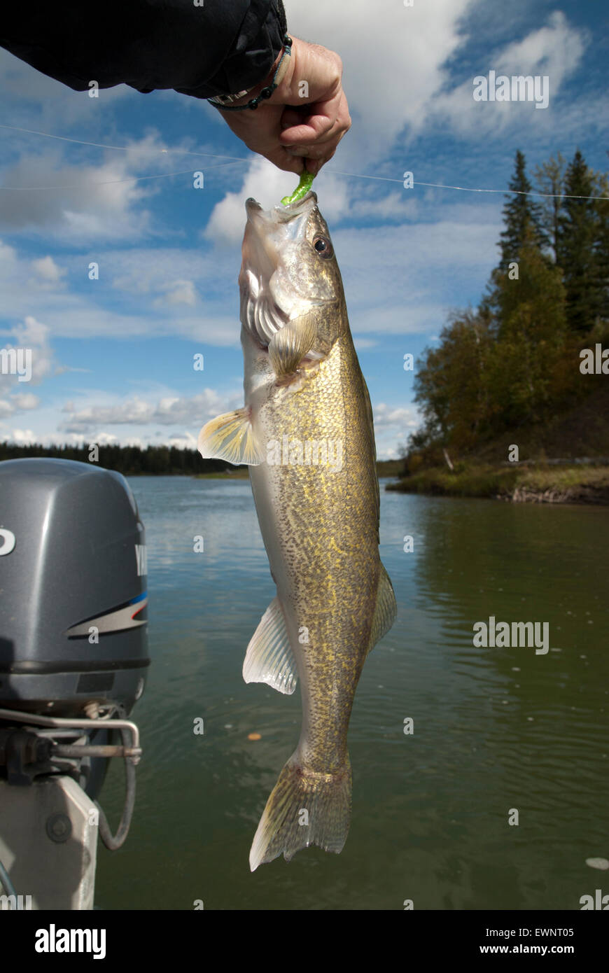 Saskatchwan river hi-res stock photography and images - Alamy