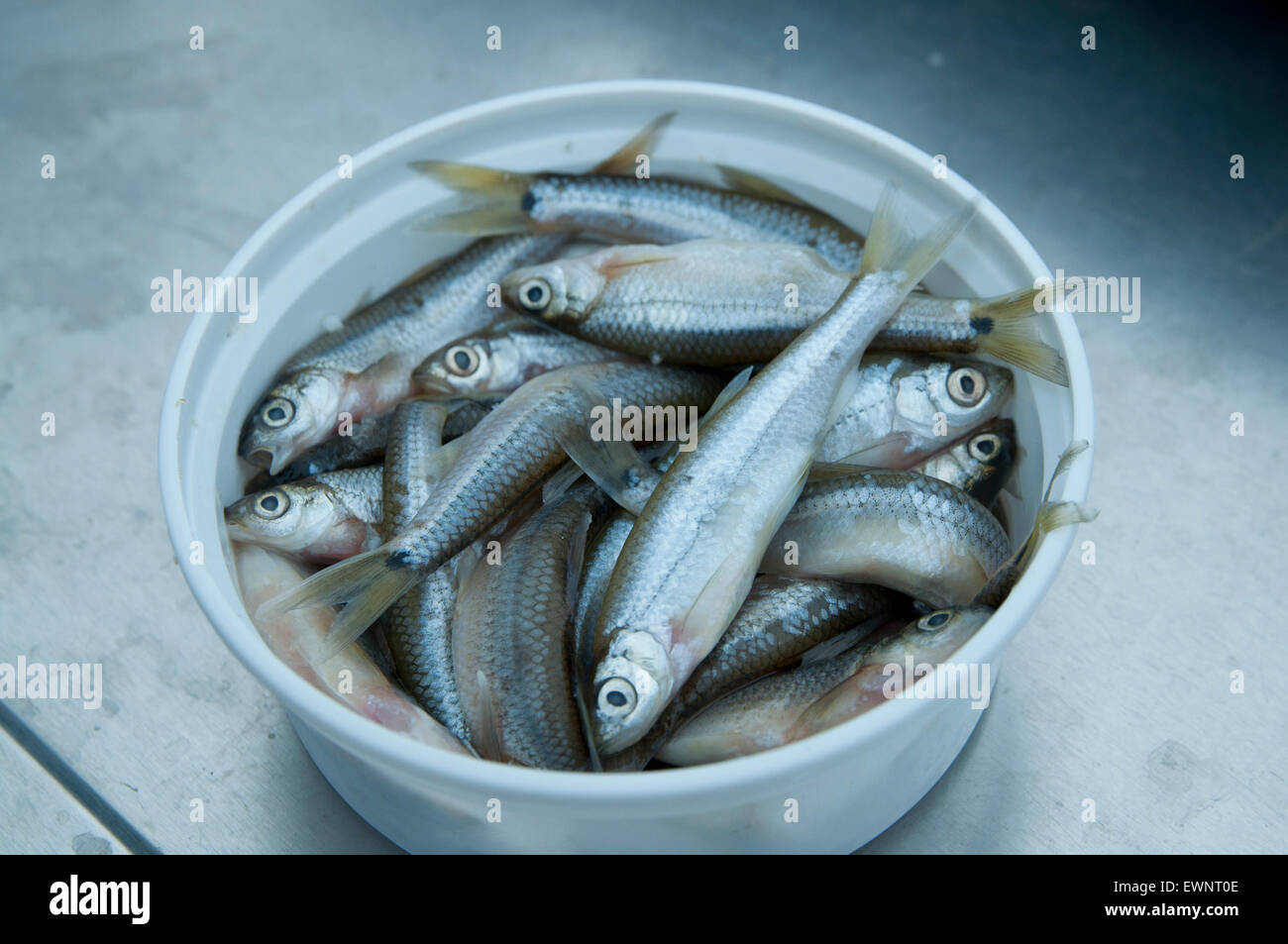 Walleye fishing on the Saskatchwan River in northern Alberta,Canada ...