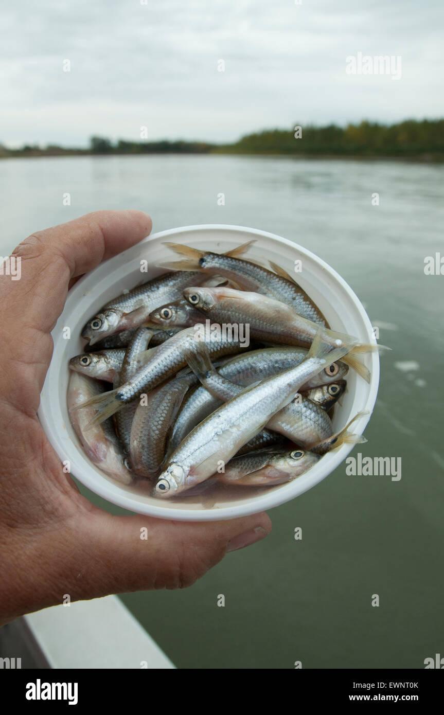 Walleye fishing on the Saskatchwan River in northern Alberta,Canada ...