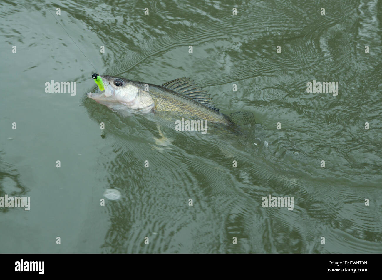 Walleye fishing on the Saskatchwan River in northern Alberta,Canada ...