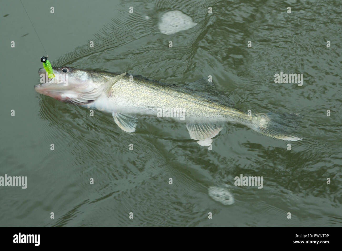 Walleye fishing on the Saskatchwan River in northern Alberta,Canada ...