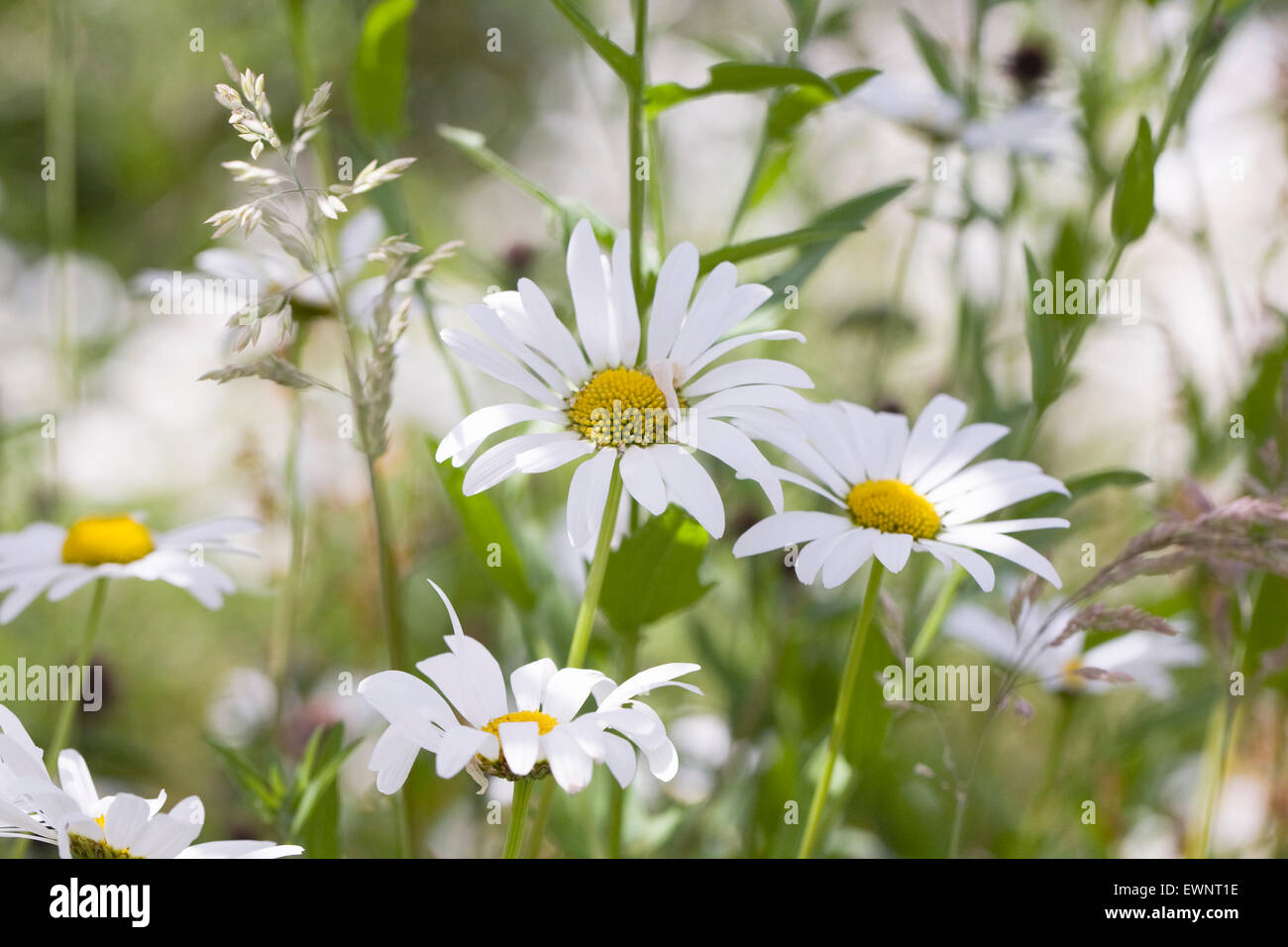 Ox eye daisy leucanthemum vulgare june hi-res stock photography and ...