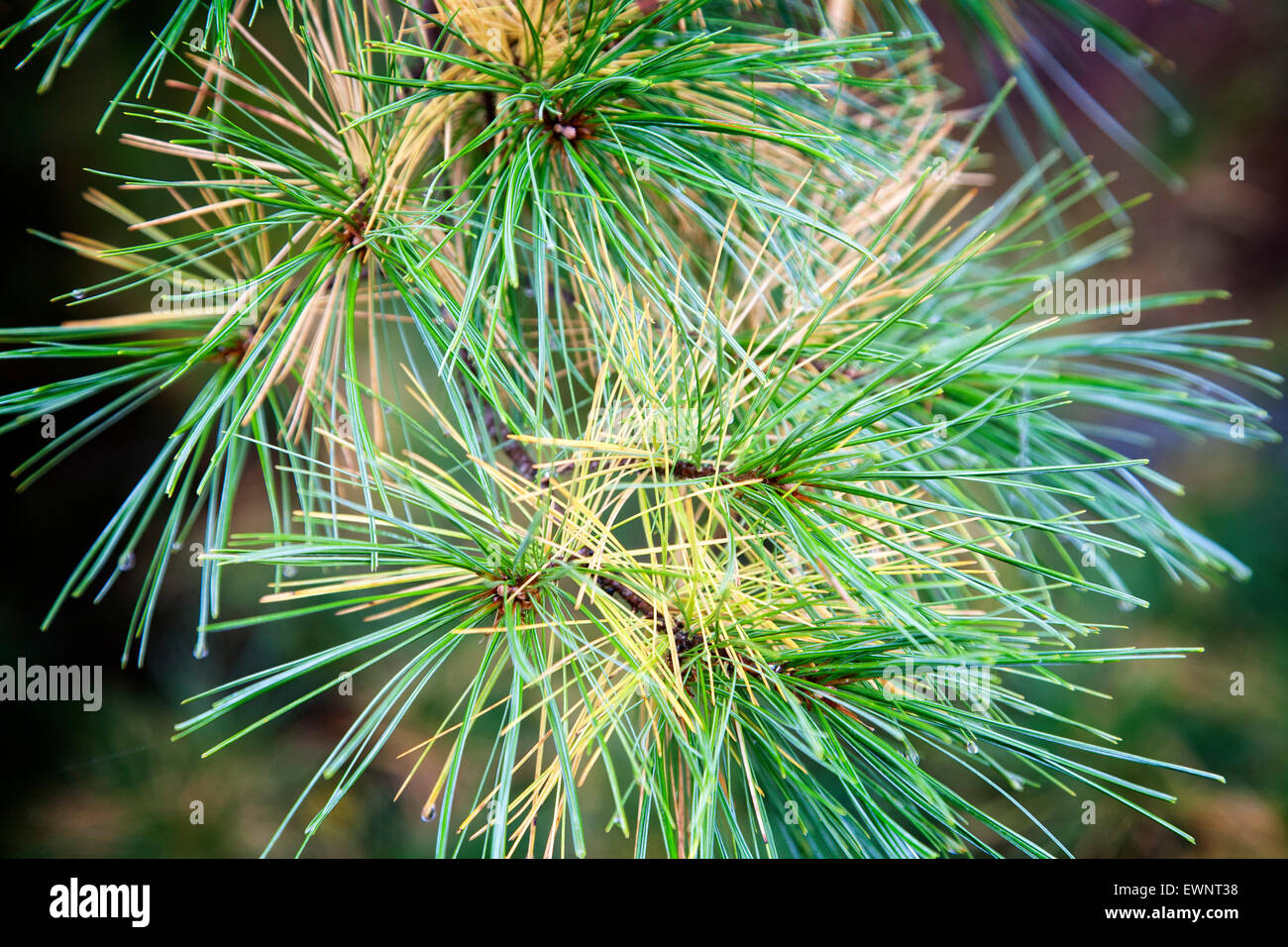 Pine tree in Acadia National Park, Maine Stock Photo - Alamy