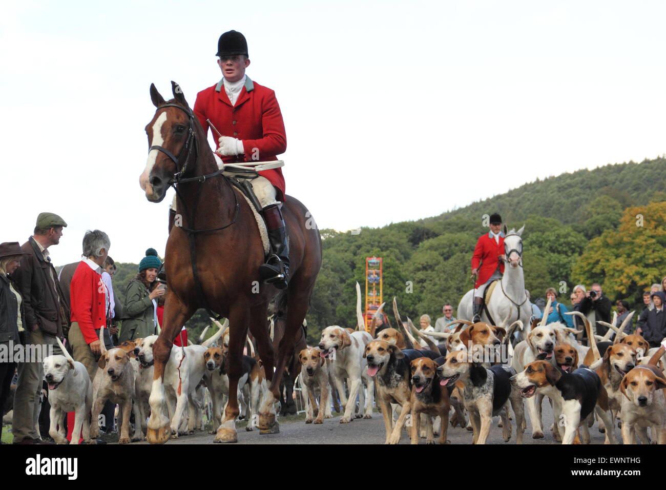 A hunt with hounds attends Chatsworth Country Fair, Peak District ...