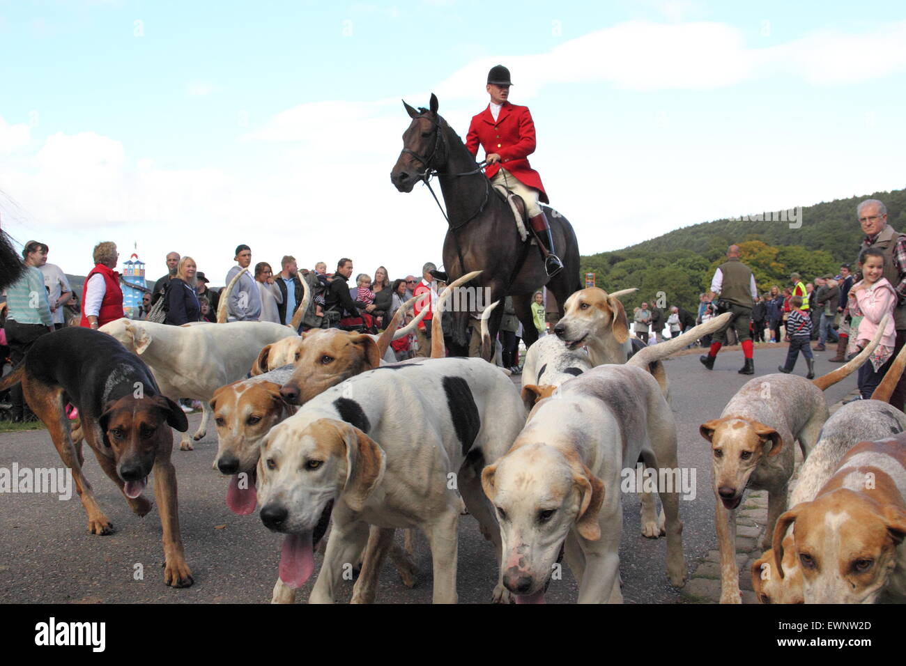 A hunt with hounds attends Chatsworth Country Fair, Peak District ...