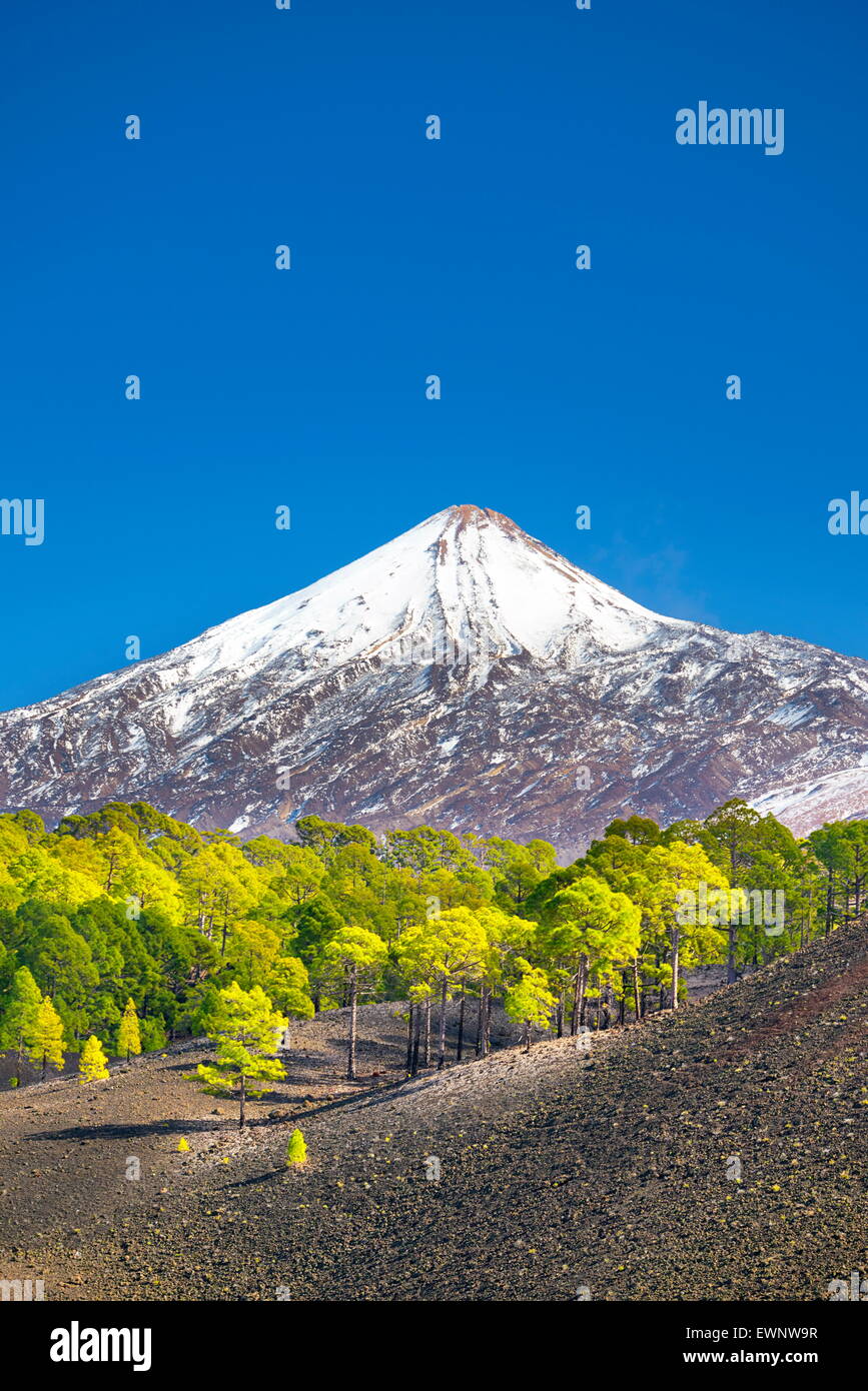 Tenerife spring hi-res stock photography and images - Alamy