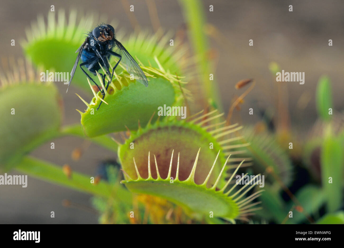 For Trapping Insects High Resolution Stock Photography and Images - Alamy