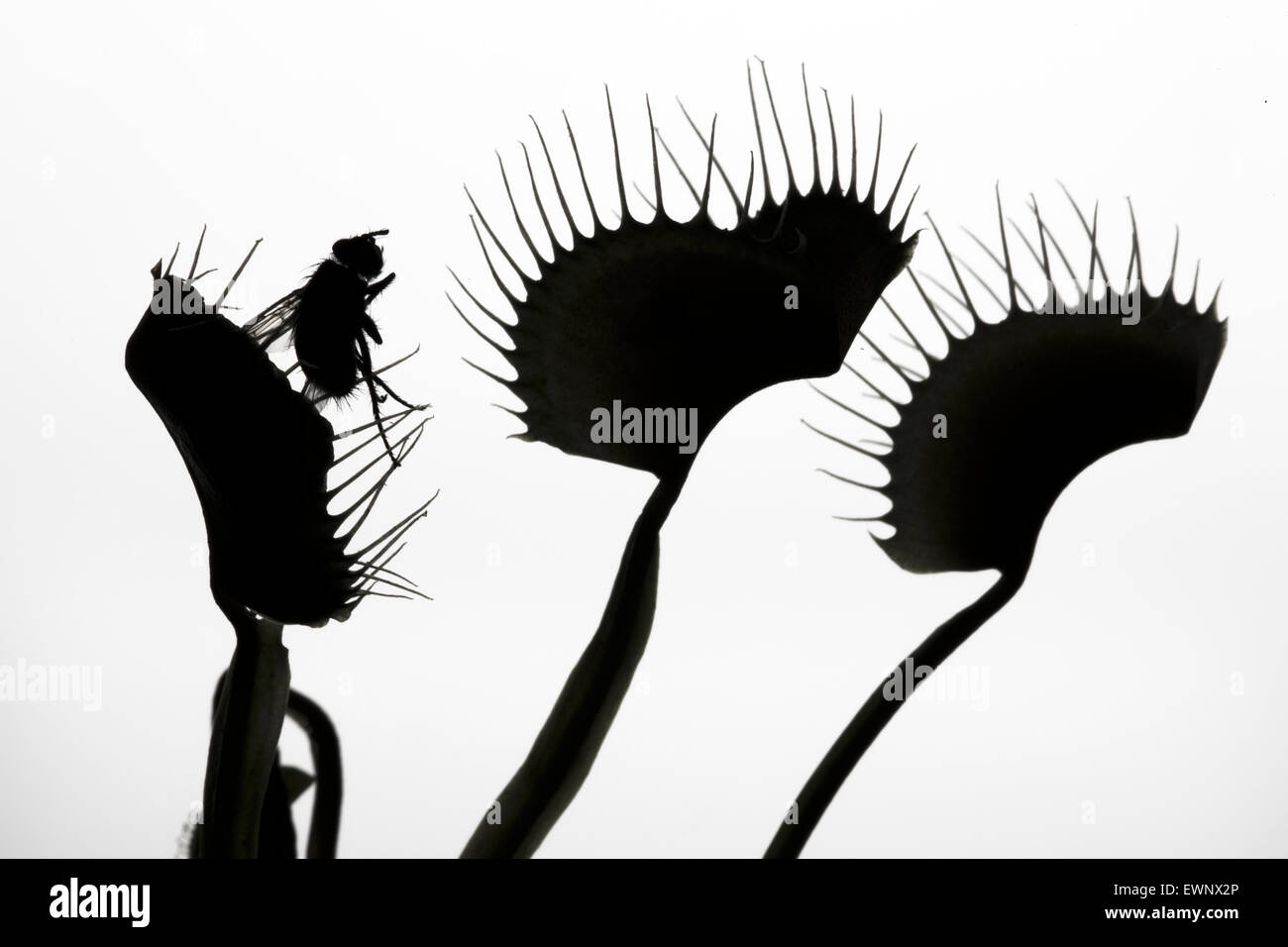 Fly trapped in Venus Fly trap Dionaea muscipula plant Stock Photo - Alamy