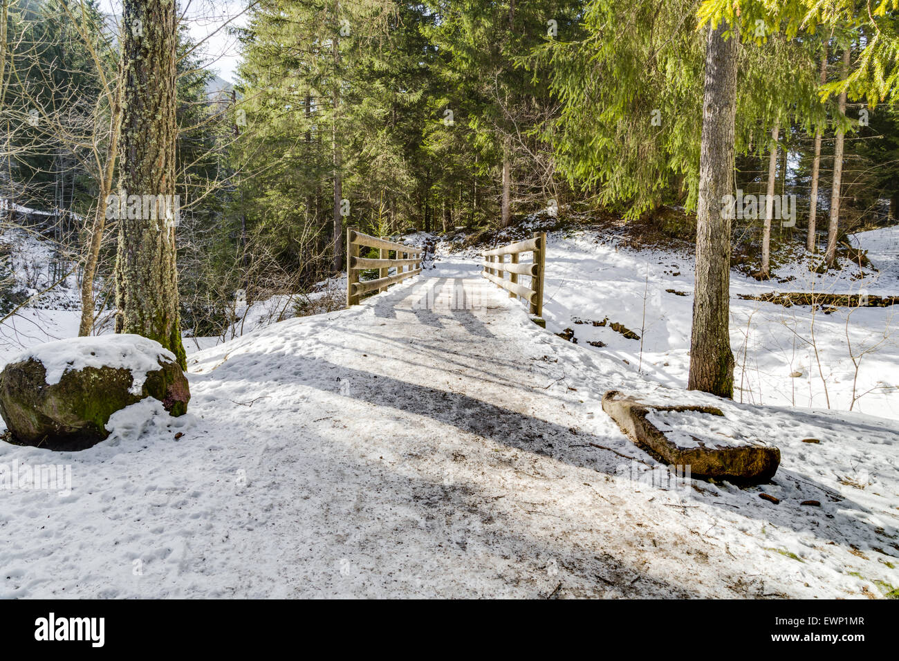 Brown walk path on wood bridge in a forest of green pines, spruces and ...