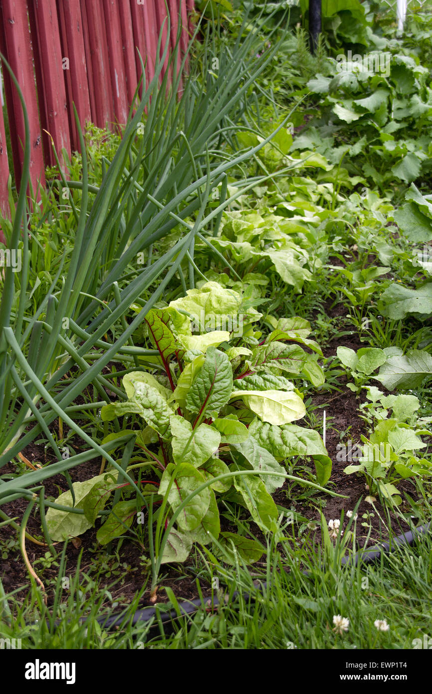 Small vegetable hi-res stock photography and images - Alamy