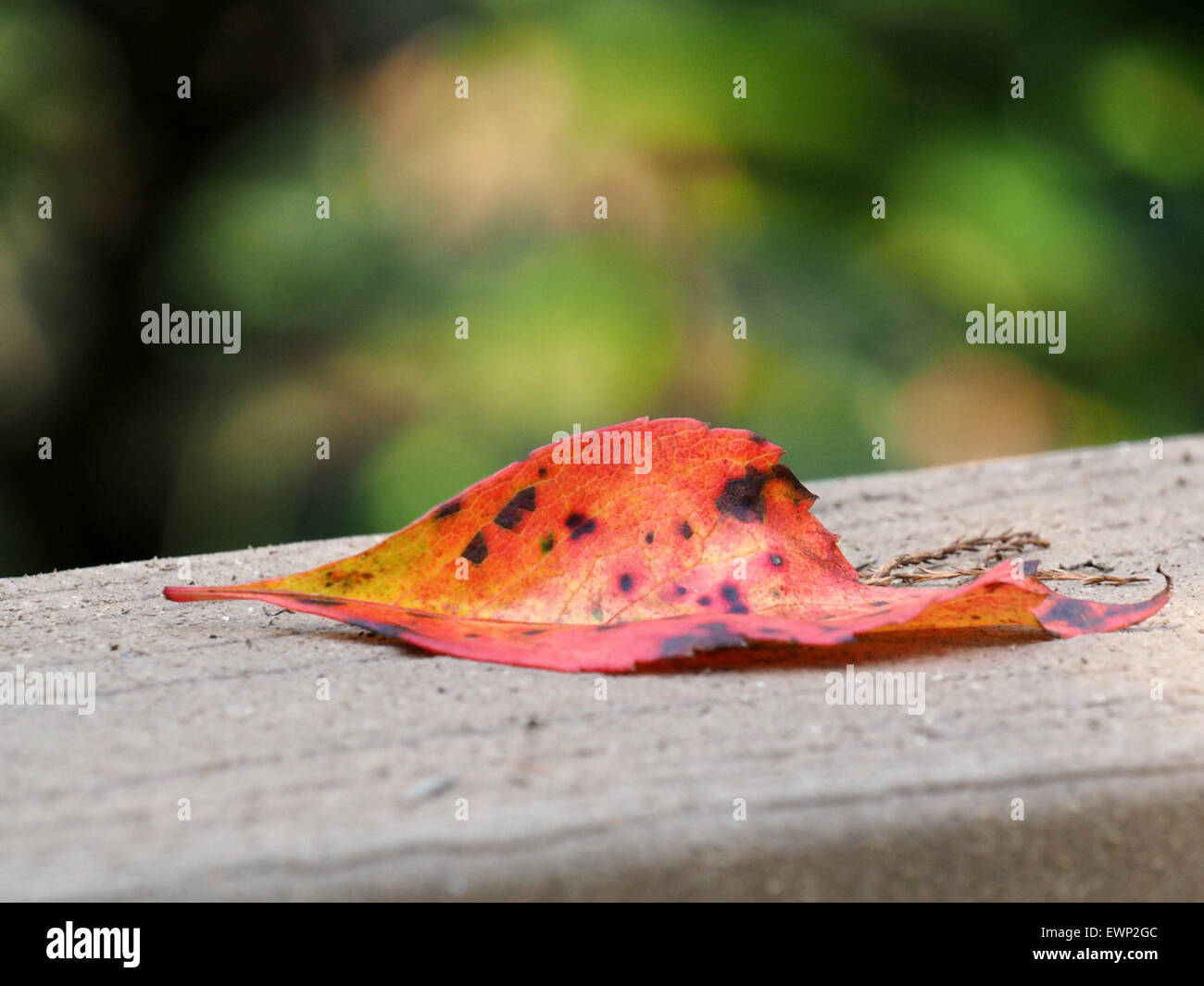 Individual single autumn fall leaf hi-res stock photography and images ...