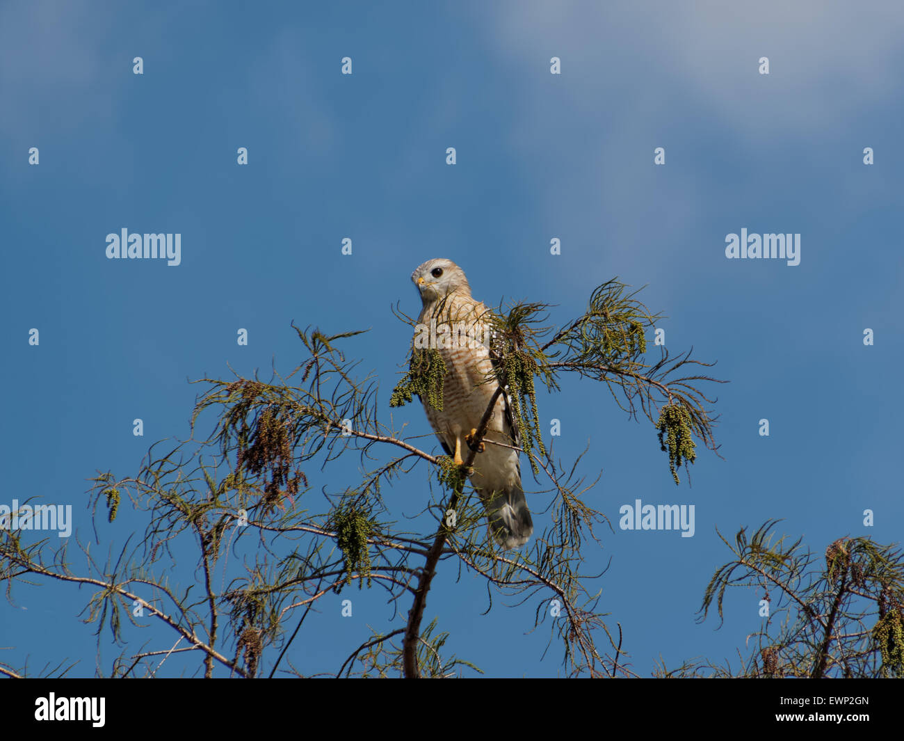 Florida top predator hi-res stock photography and images - Alamy