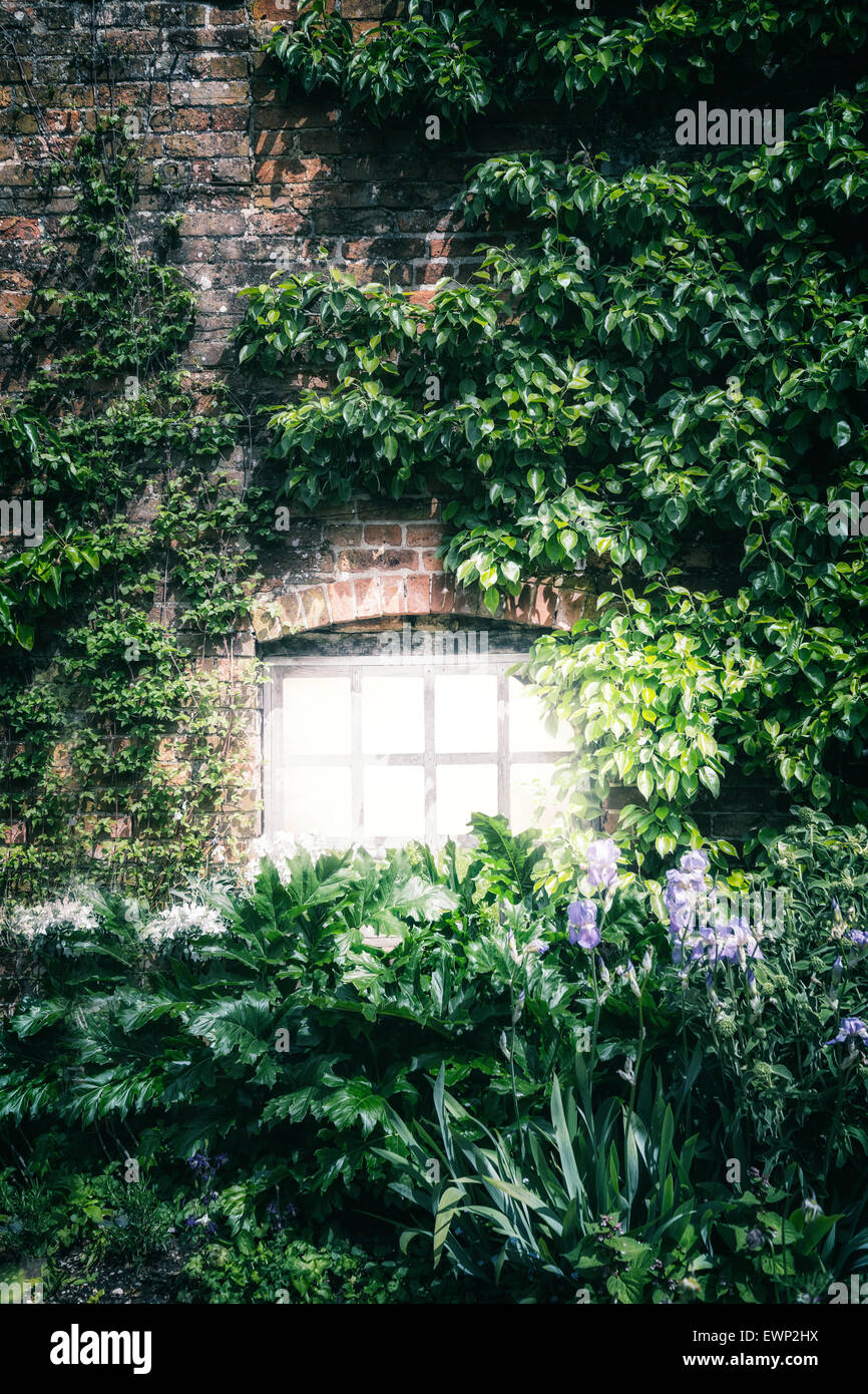an overgrown window in an old building Stock Photo - Alamy