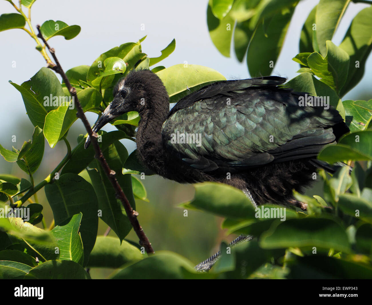 Black ibis nest in tree hi-res stock photography and images - Alamy