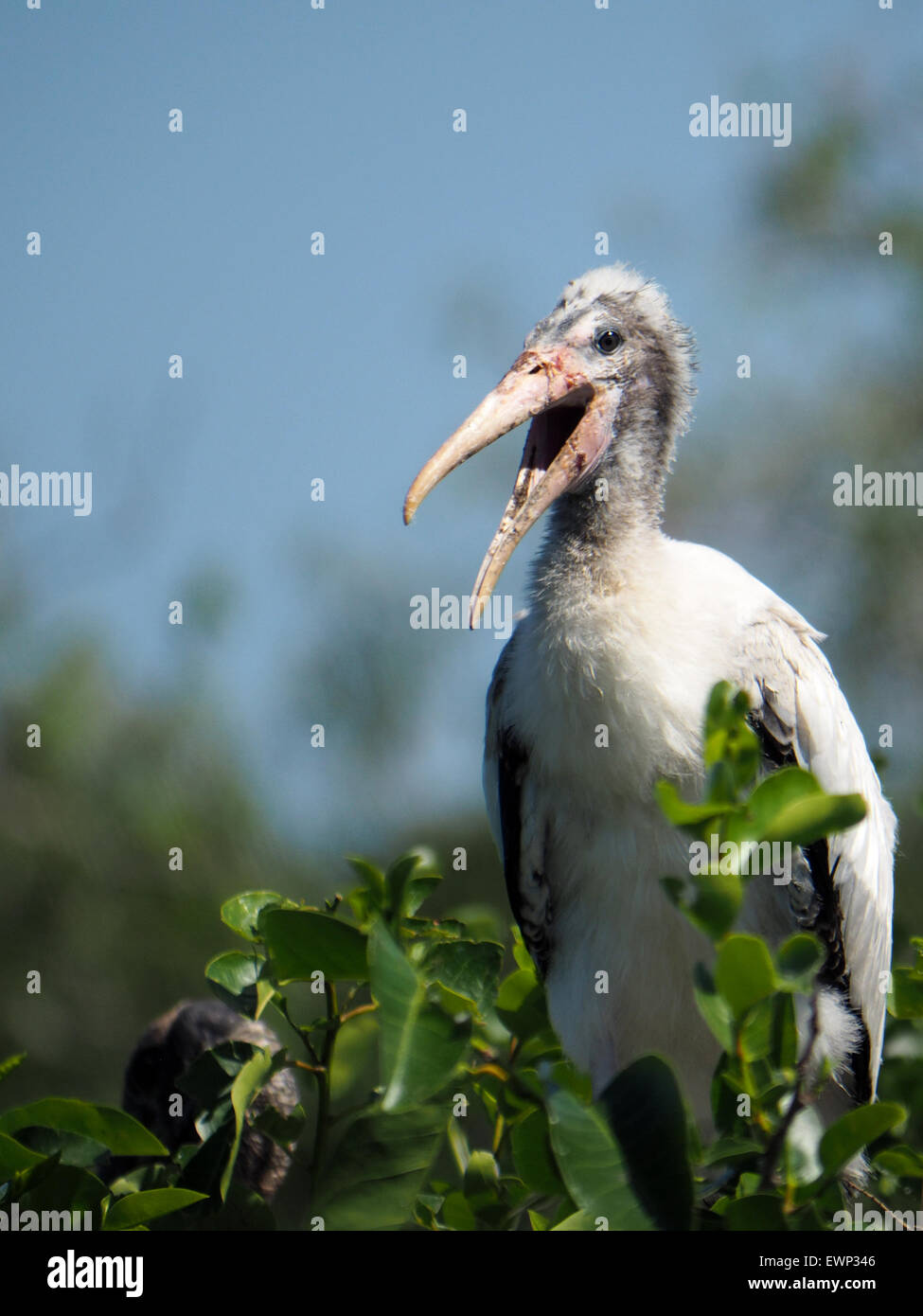 Juvenile wood stork hi-res stock photography and images - Alamy