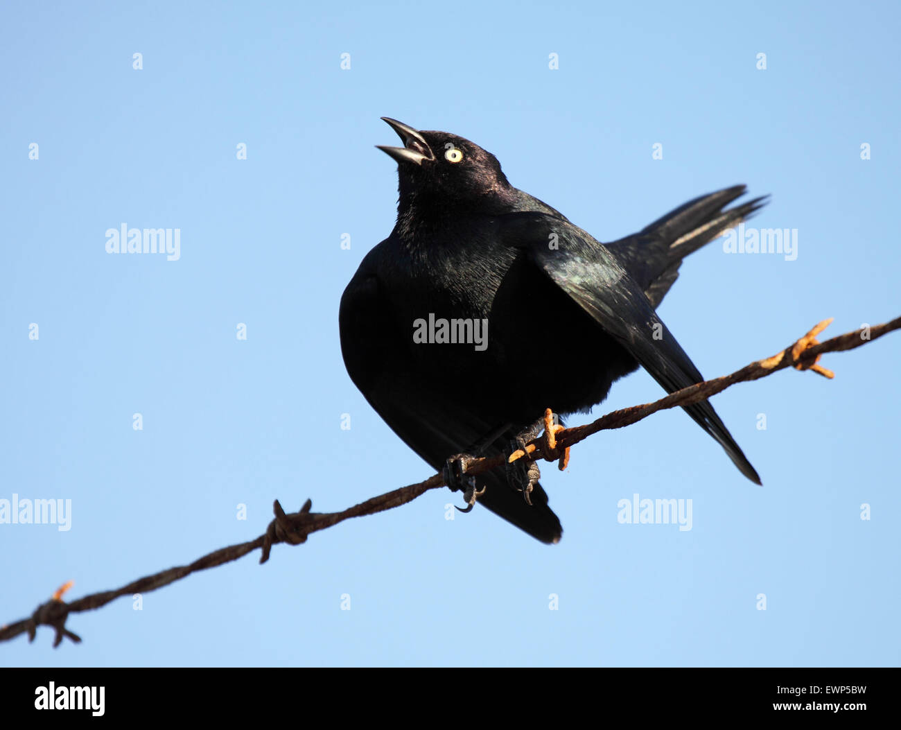 Brewers blackbird hi-res stock photography and images - Alamy